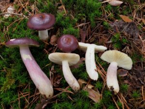 Foraging For Russula Mushrooms (Russula sp.) — Practical Self Reliance
