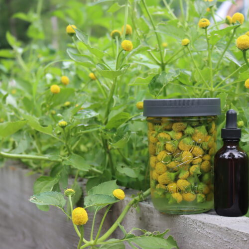 Spilanthes Tincture — Practical Self Reliance