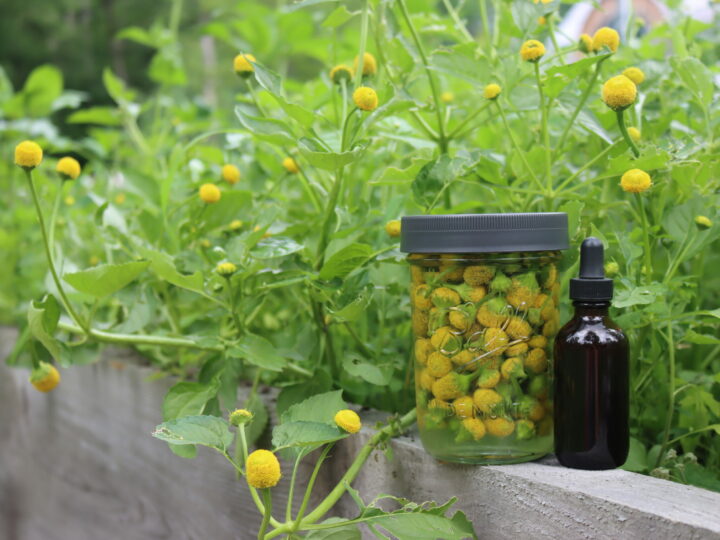 Ginger Tincture — Practical Self Reliance
