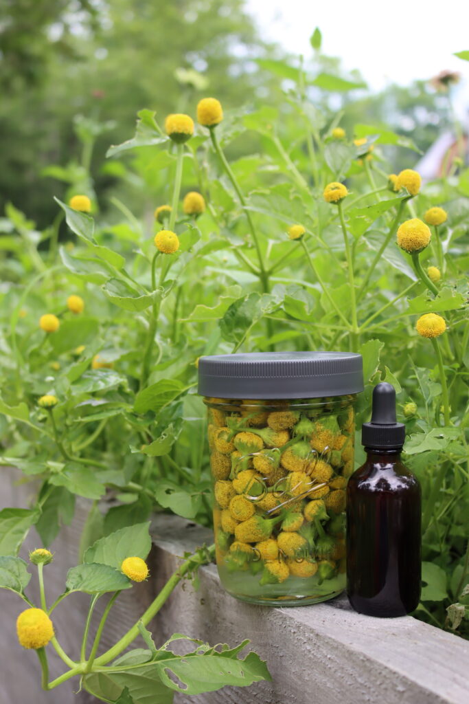 Spilanthes Tincture — Practical Self Reliance