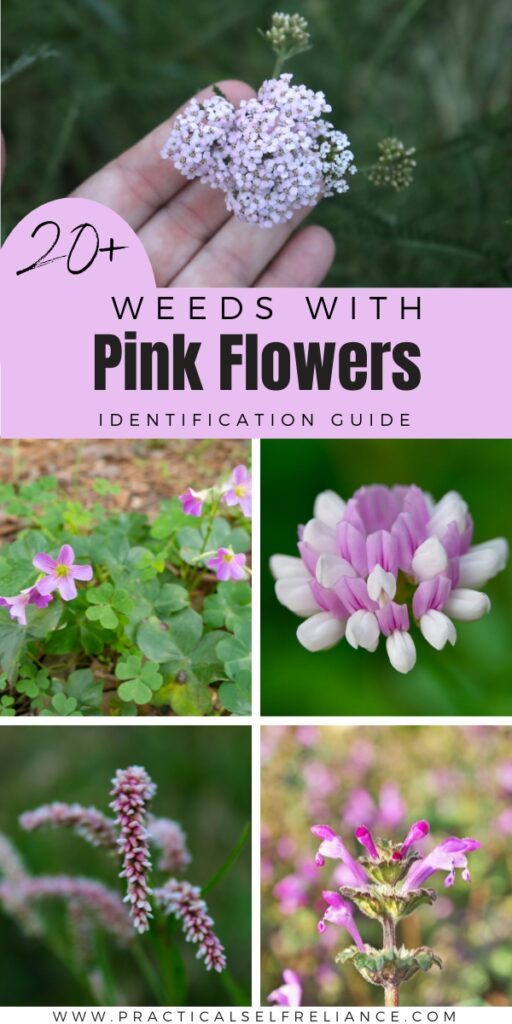 20+ Weeds with Pink Flowers (Identification Guide) — Practical Self ...