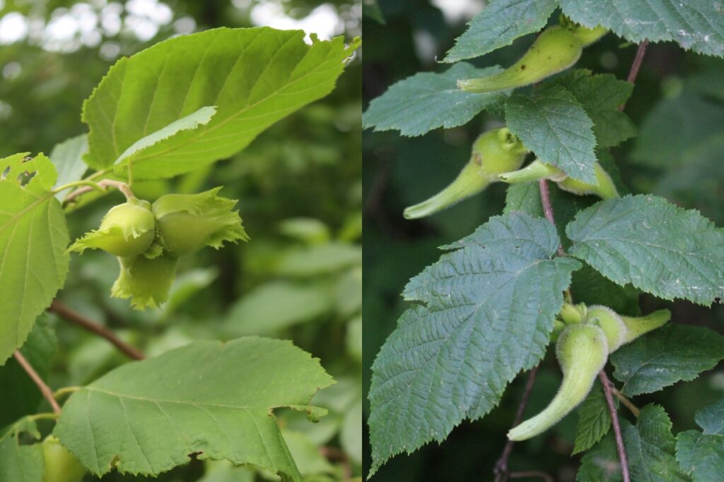 Foraging Hazelnuts (Corylus sp.) — Practical Self Reliance