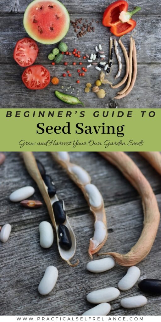 Beginners Guide to Seed Saving — Practical Self Reliance