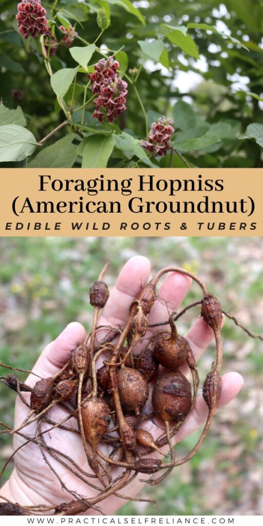 Foraging Hopniss or American Groundnuts (Apios americana) — Practical ...