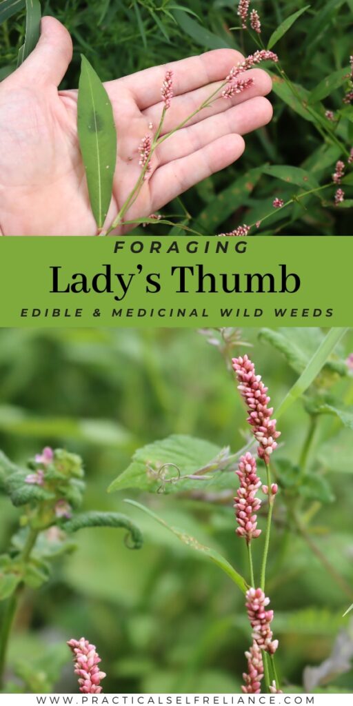 Foraging Lady’s Thumb (Persicaria maculosa and other Persicaria ...