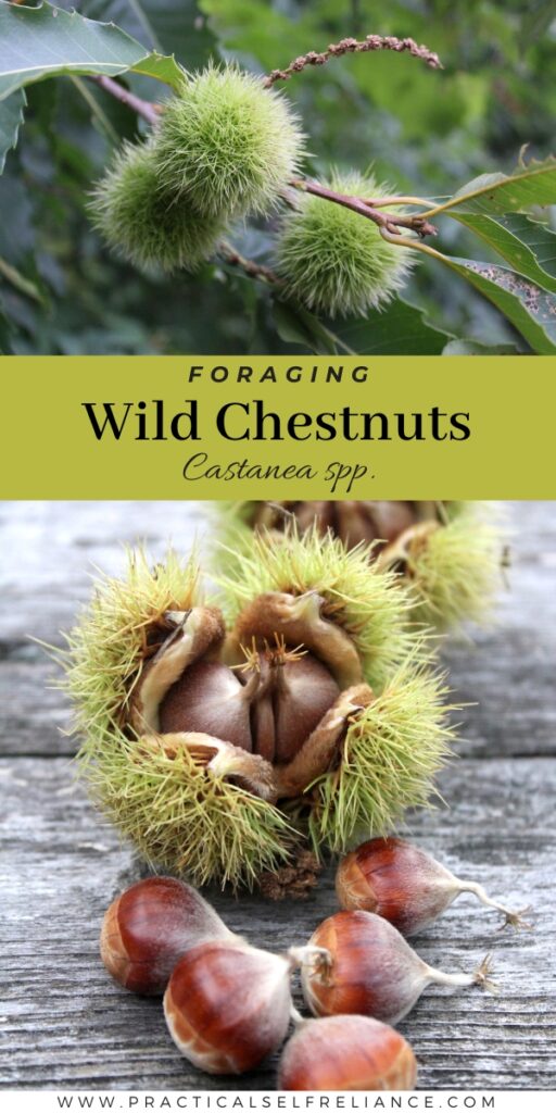 Foraging Chestnuts (Castanea spp.) — Practical Self Reliance