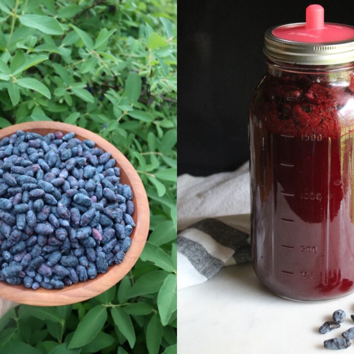 Haskap Wine (& Mead) — Practical Self Reliance