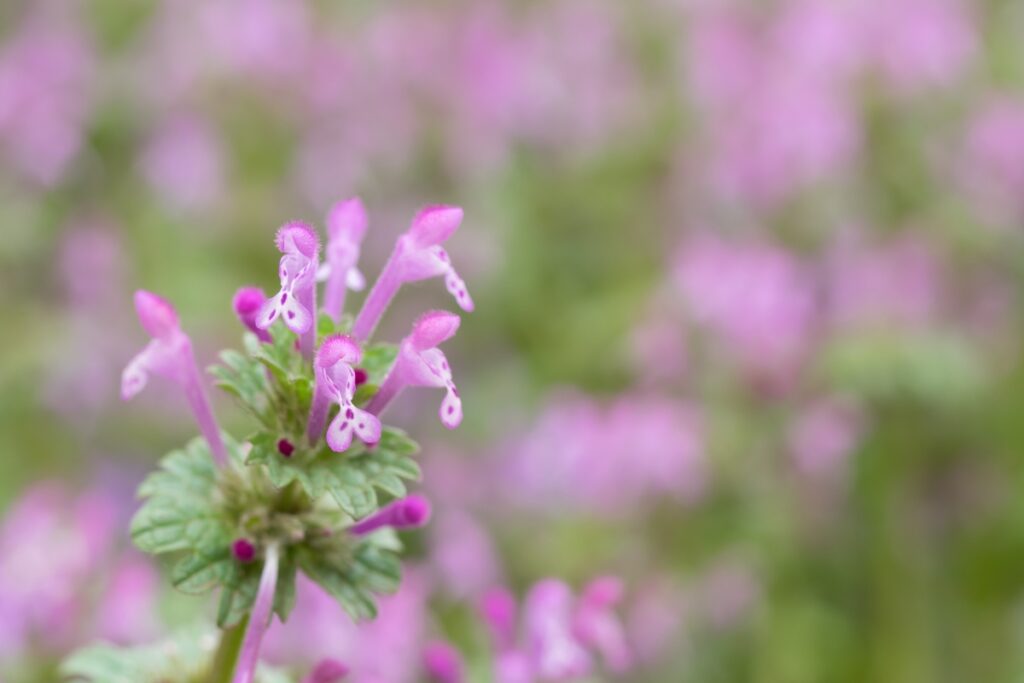 Foraging Henbit (Lamium amplexicaule) — Practical Self Reliance
