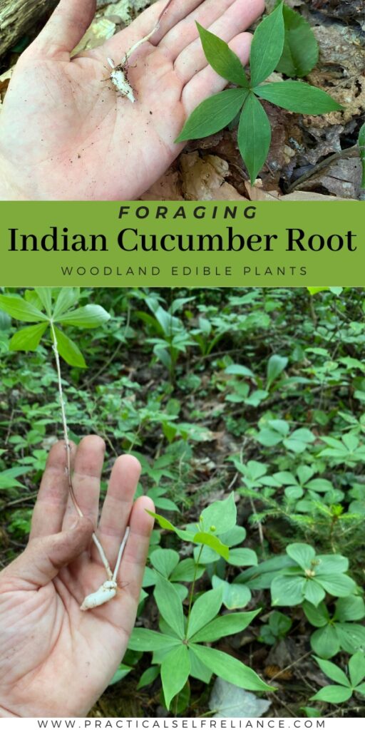 Foraging Indian Cucumber Root (Medeola virginiana) — Practical Self ...