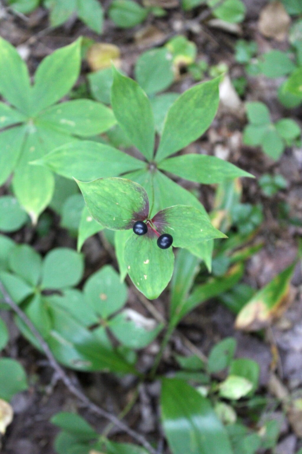 Foraging Indian Cucumber Root (Medeola virginiana) — Practical Self ...