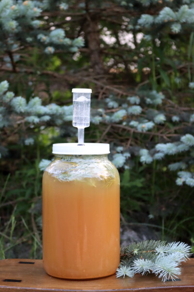 Spruce Beer Recipe (& Spruce Mead, Cider + More) — Practical Self Reliance