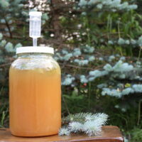 Spruce Beer Recipe (& Spruce Mead, Cider + More) — Practical Self Reliance