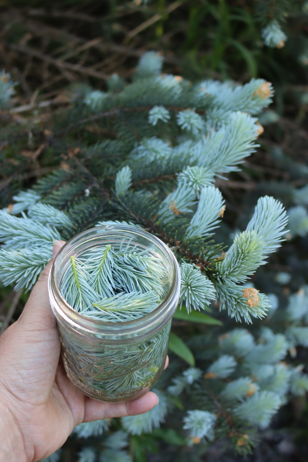 Spruce Beer Recipe (& Spruce Mead, Cider + More) — Practical Self Reliance