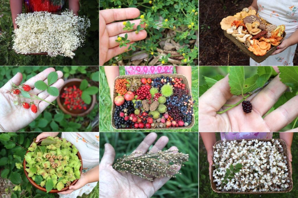 100+ Things to Forage in Summer — Practical Self Reliance