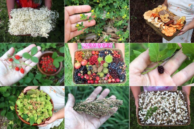 100+ Things to Forage in Summer — Practical Self Reliance