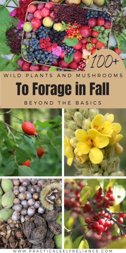 100+ Things to Forage in Fall — Practical Self Reliance