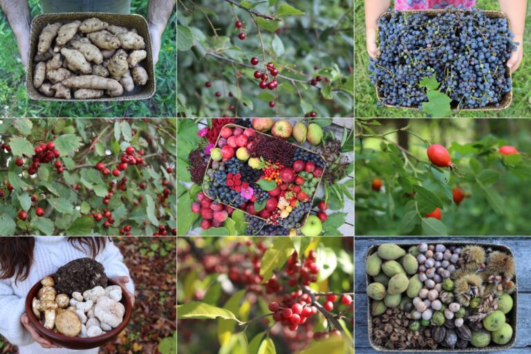 100+ Things to Forage in Fall — Practical Self Reliance