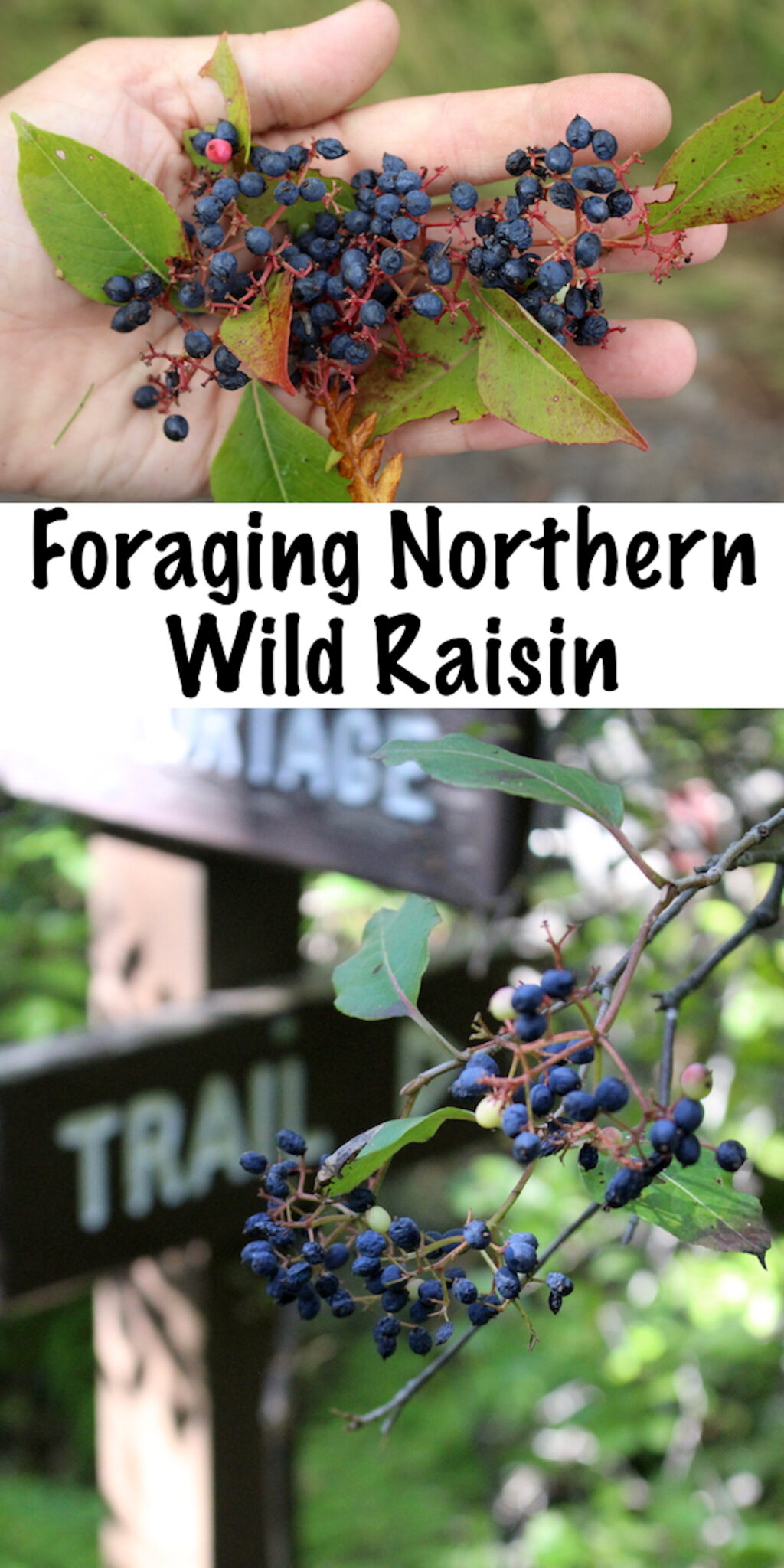 Foraging Northern Wild Raisin (Viburnum cassinoides) — Practical Self ...
