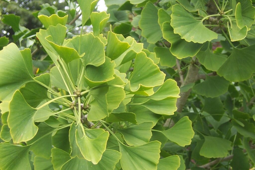 25+ Edible Trees (& How to Use Them) — Practical Self Reliance