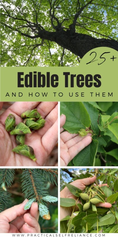 25+ Edible Trees (& How to Use Them) — Practical Self Reliance