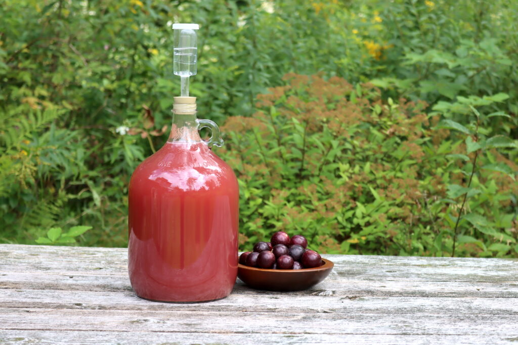 Muscadine Wine (& Mead) — Practical Self Reliance