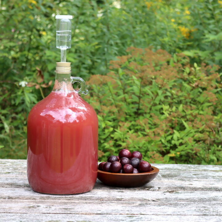Muscadine Wine (& Mead) — Practical Self Reliance