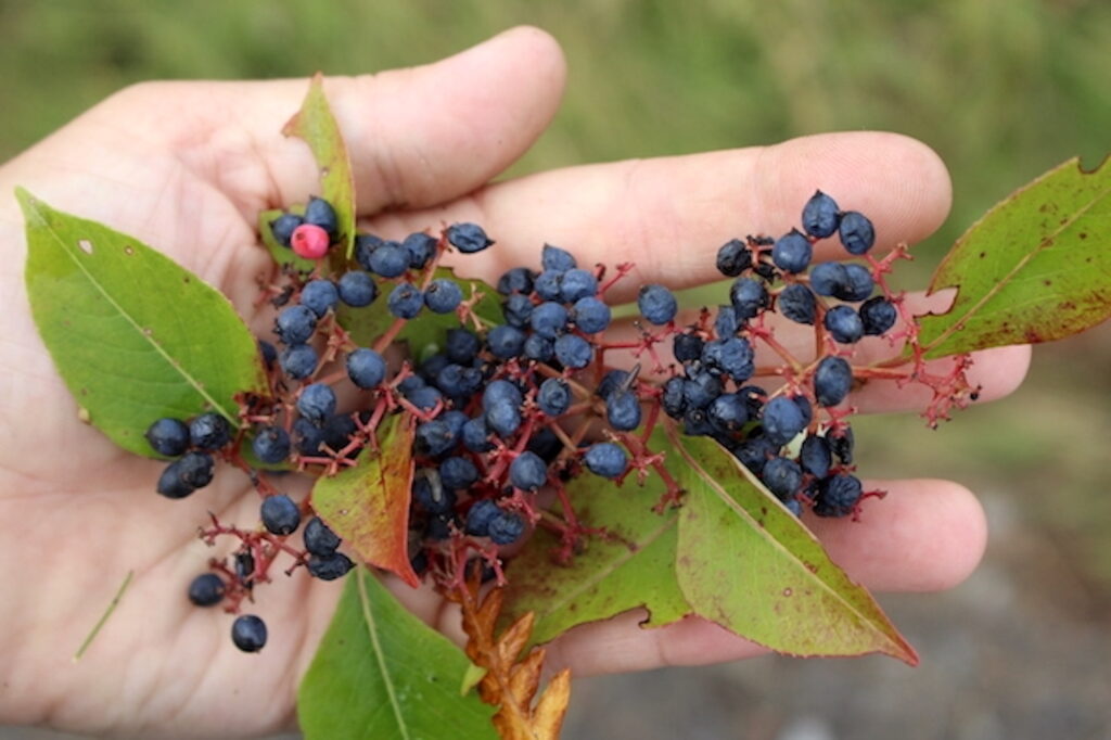 Foraging Northern Wild Raisin (Viburnum cassinoides) — Practical Self ...