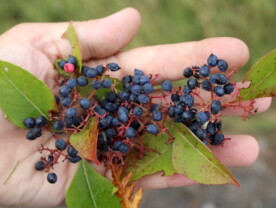 Foraging Wild Raspberries (Rubus sp.) — Practical Self Reliance