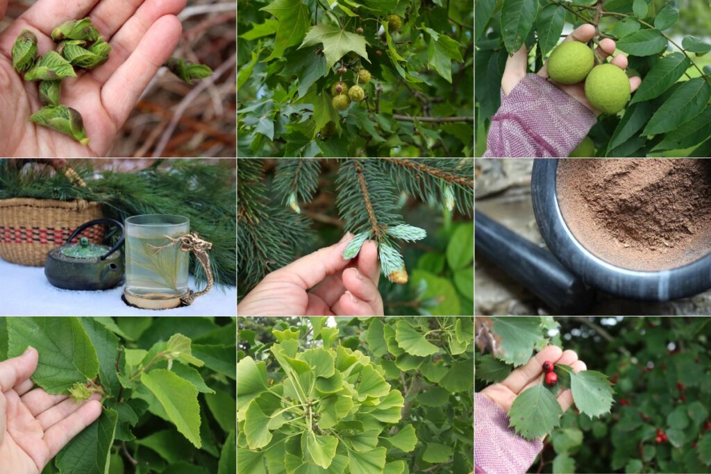 25+ Edible Trees (& How to Use Them) — Practical Self Reliance