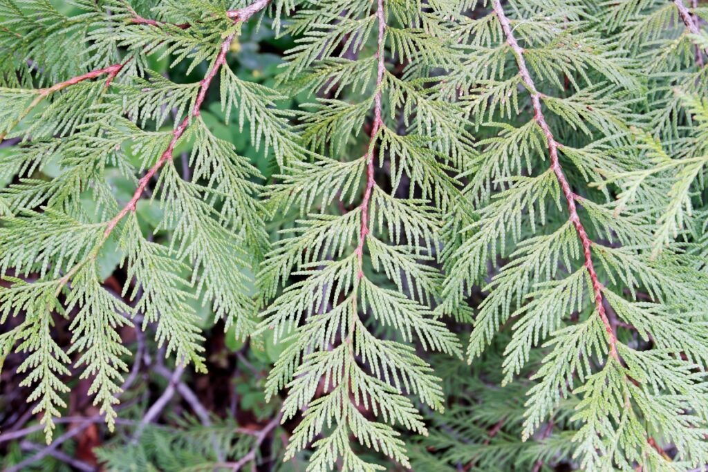 25+ Edible Trees (& How to Use Them) — Practical Self Reliance
