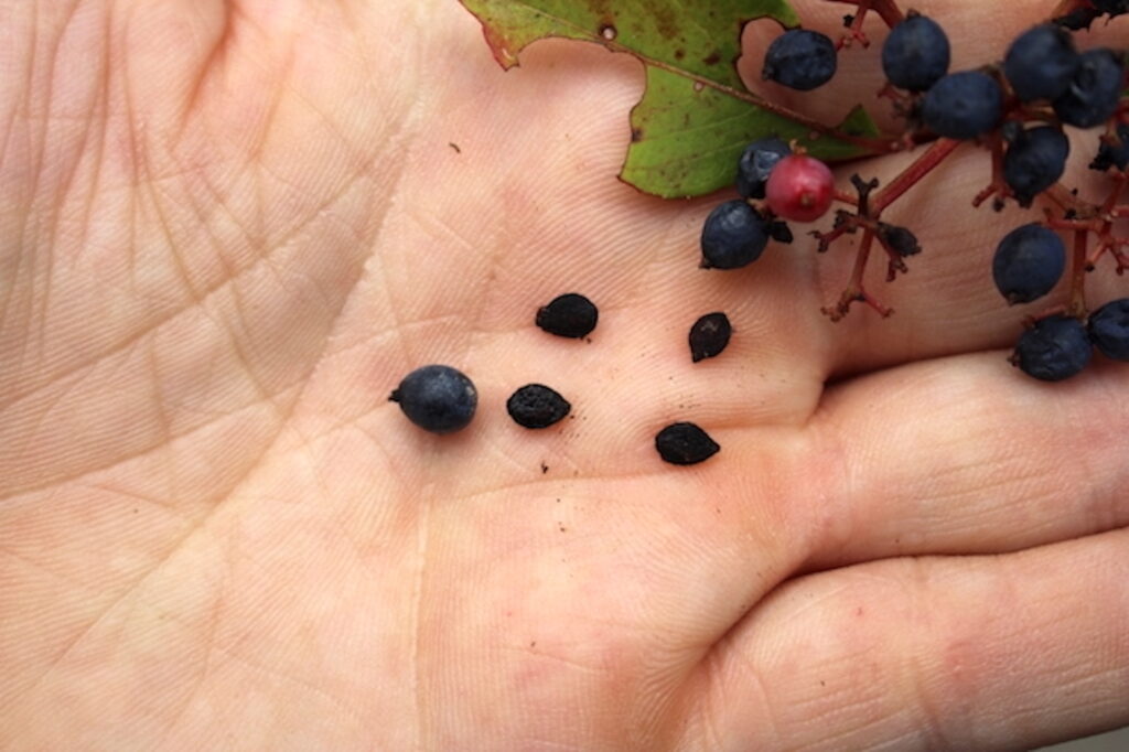 Foraging Northern Wild Raisin (Viburnum cassinoides) — Practical Self ...