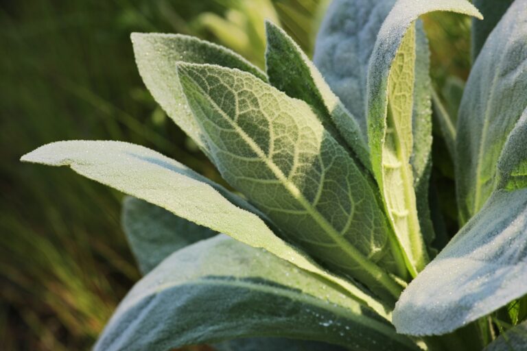 Mullein Tea — Practical Self Reliance