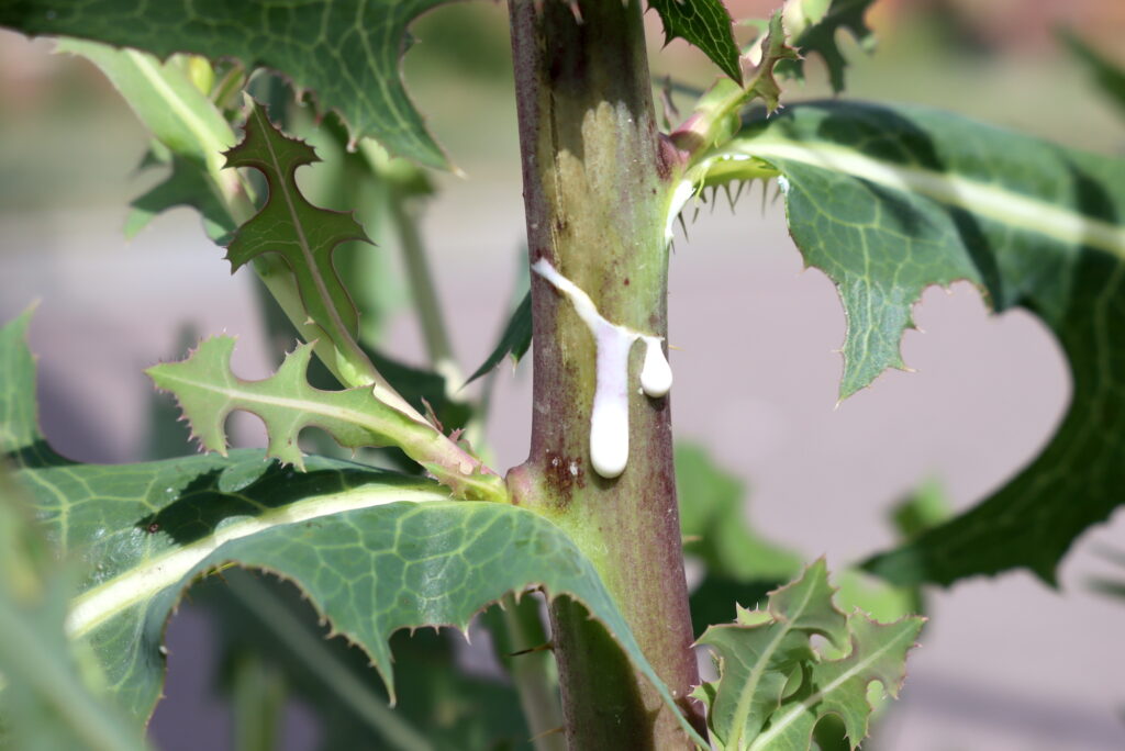 Foraging Wild Lettuce (Identification & Uses) — Practical Self Reliance