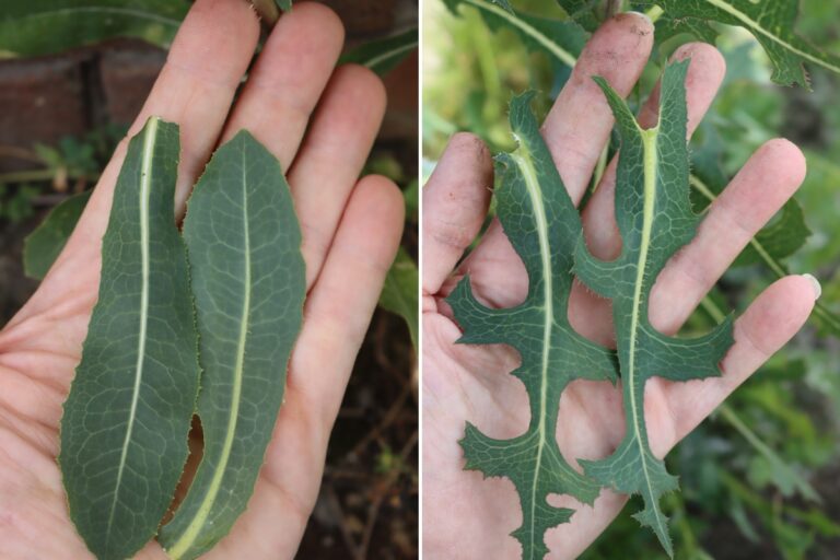 Foraging Wild Lettuce (Identification & Uses) — Practical Self Reliance