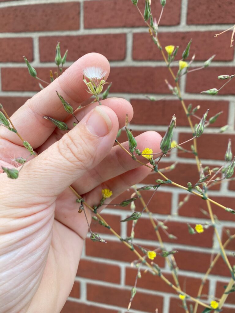Foraging Wild Lettuce (Identification & Uses) — Practical Self Reliance