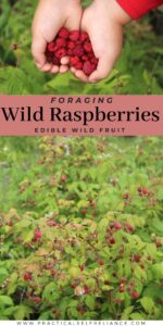 Foraging Wild Raspberries (Rubus sp.) — Practical Self Reliance