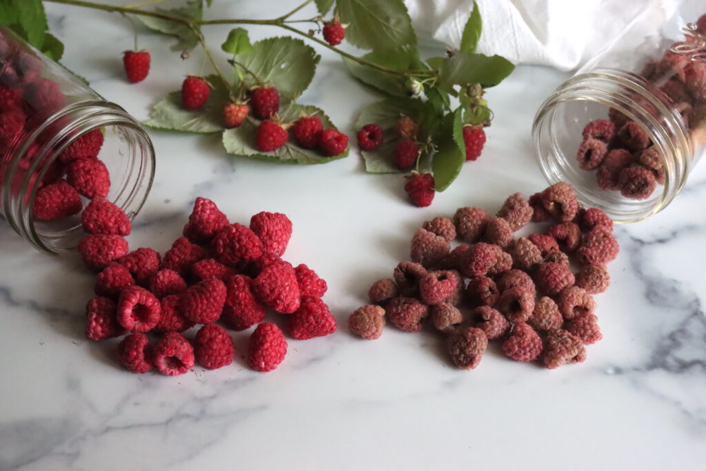 How to Freeze Dry Raspberries — Practical Self Reliance