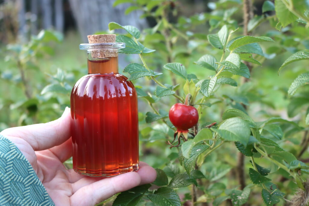 Rose Hip Syrup — Practical Self Reliance