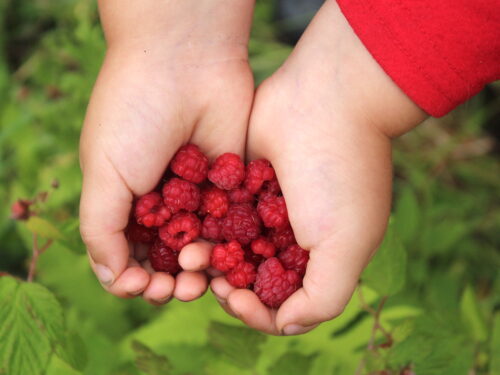 Foraging Wild Black Raspberries (& Ways to Use Them) — Practical Self ...