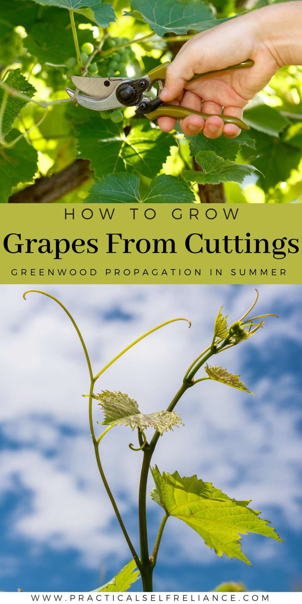 How to Grow Grapes from Greenwood Cuttings — Practical Self Reliance
