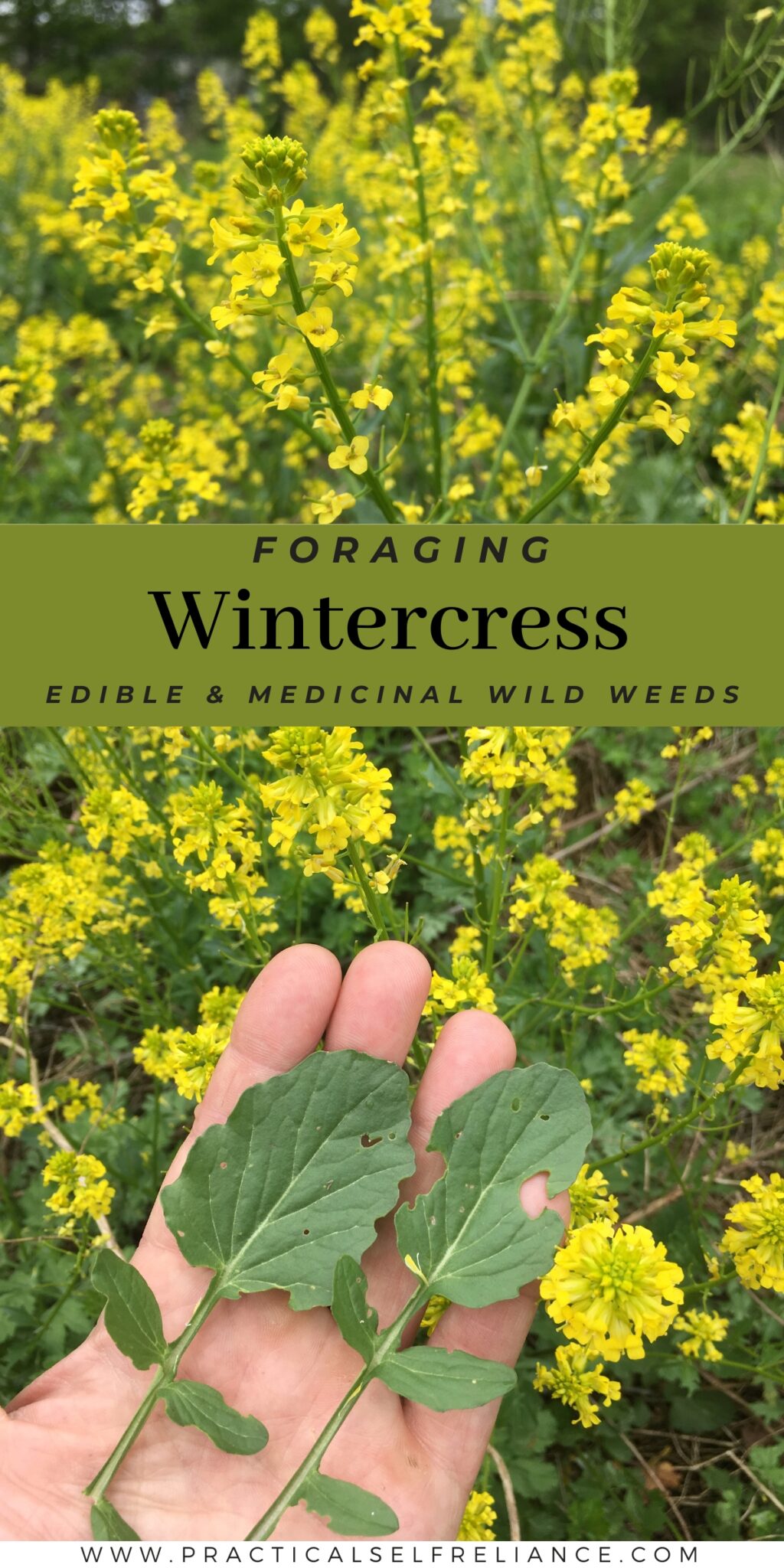 Wintercress: Identification & Uses — Practical Self Reliance