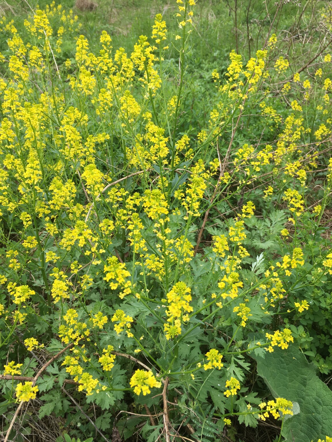 Wintercress: Identification & Uses — Practical Self Reliance