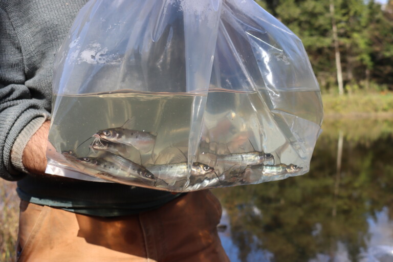 How to Stock a Pond — Practical Self Reliance
