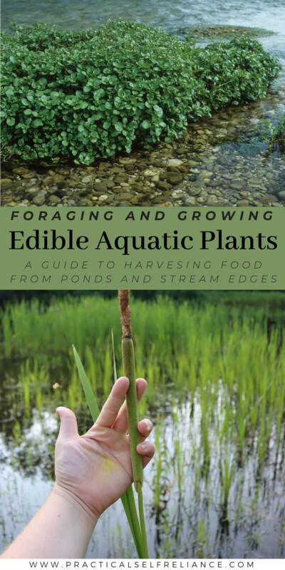 Edible Aquatic Plants: A Guide to Growing and Foraging — Practical Self ...