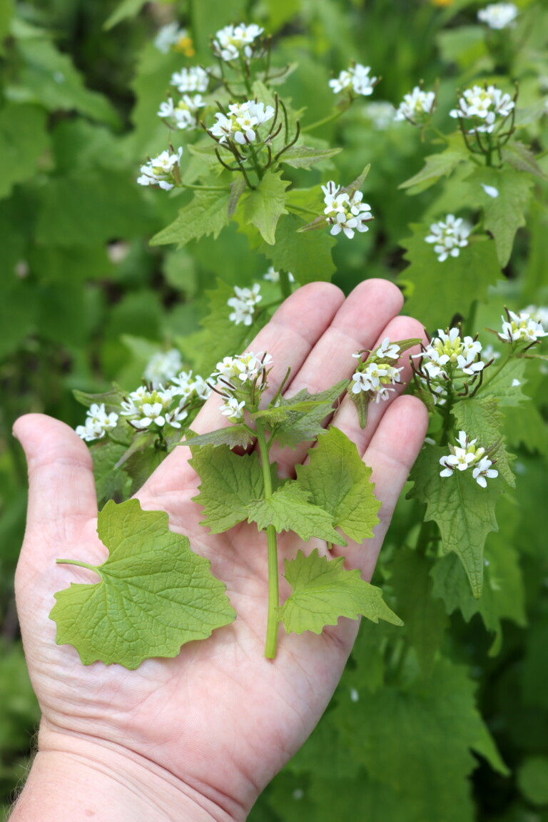 Foraging Garlic Mustard (Alliaria petiolata) — Practical Self Reliance