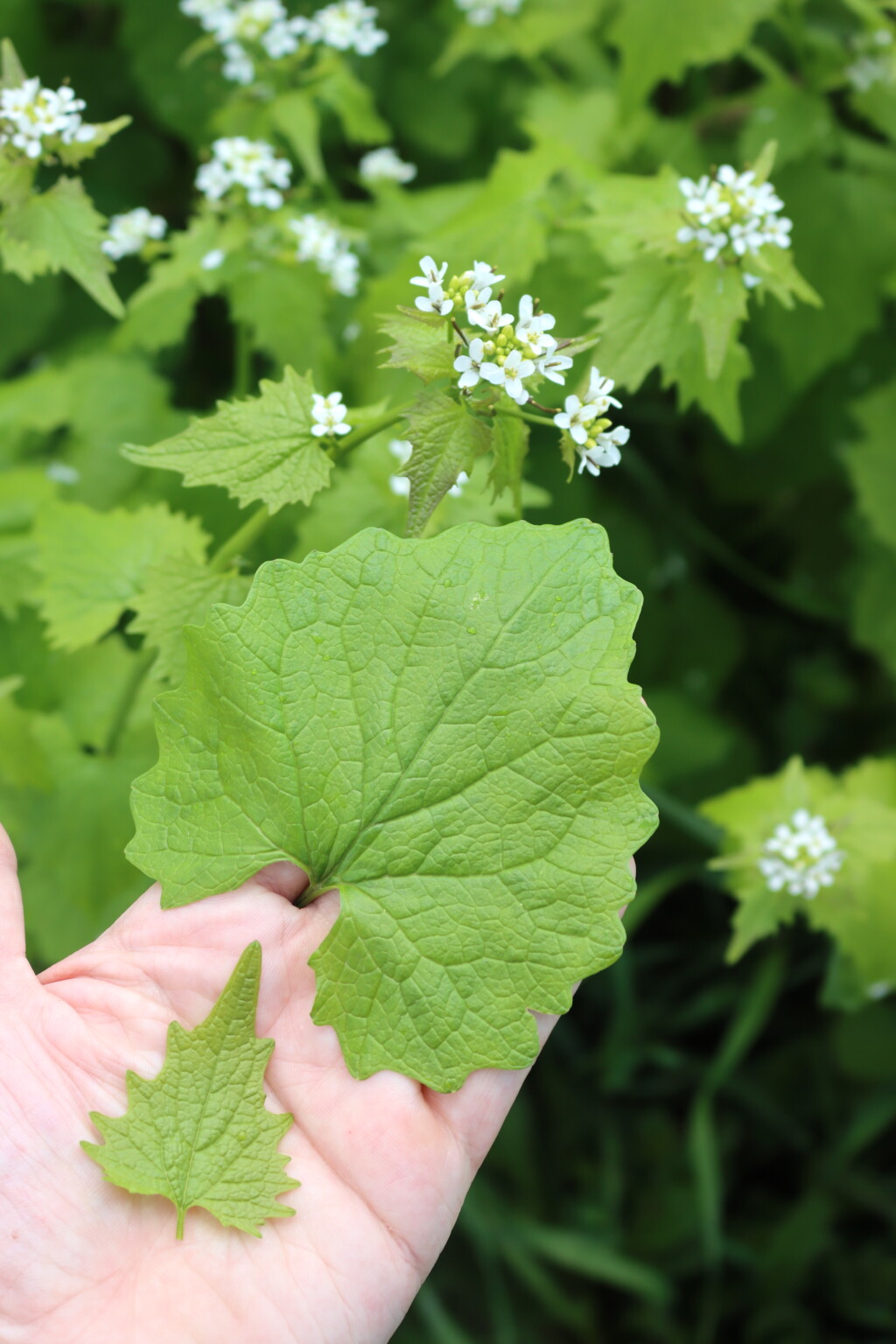 Foraging Garlic Mustard (Alliaria petiolata) — Practical Self Reliance