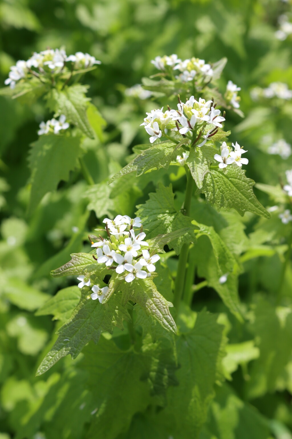 Foraging Garlic Mustard (Alliaria petiolata) — Practical Self Reliance
