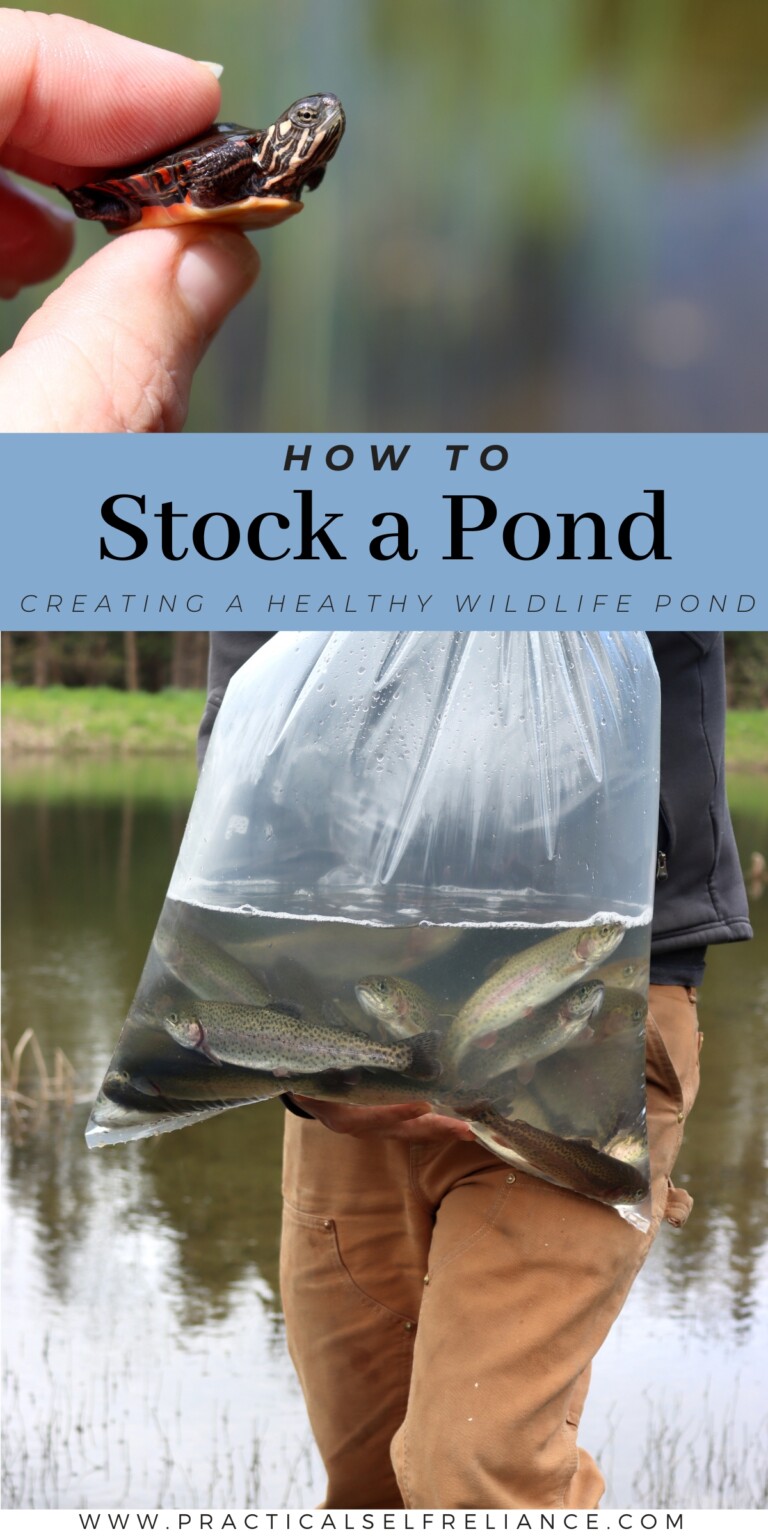 How to Stock a Pond — Practical Self Reliance