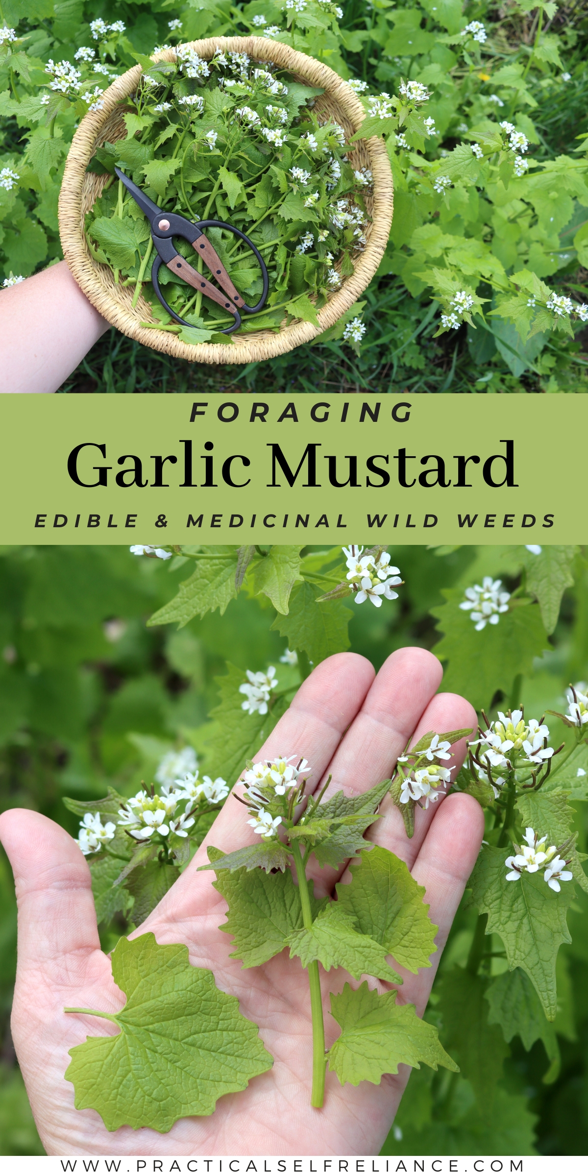 Foraging Garlic Mustard (Alliaria petiolata) — Practical Self Reliance