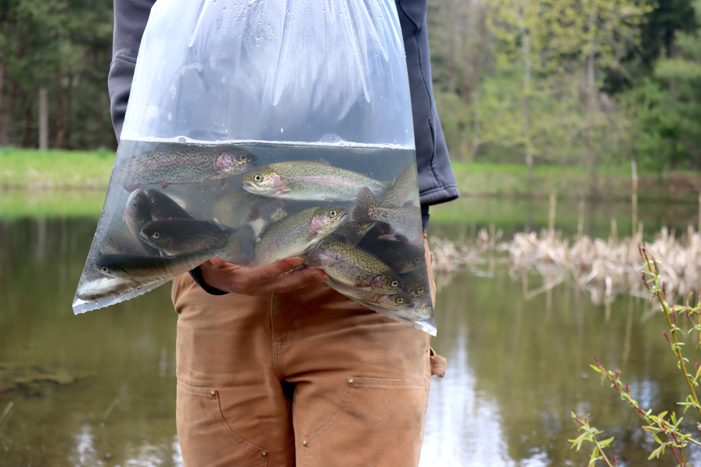 How to Stock a Pond — Practical Self Reliance